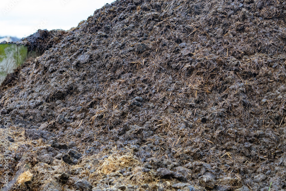 Pile of raw horse manure in the yard. Close-up of pile of manure in the ...