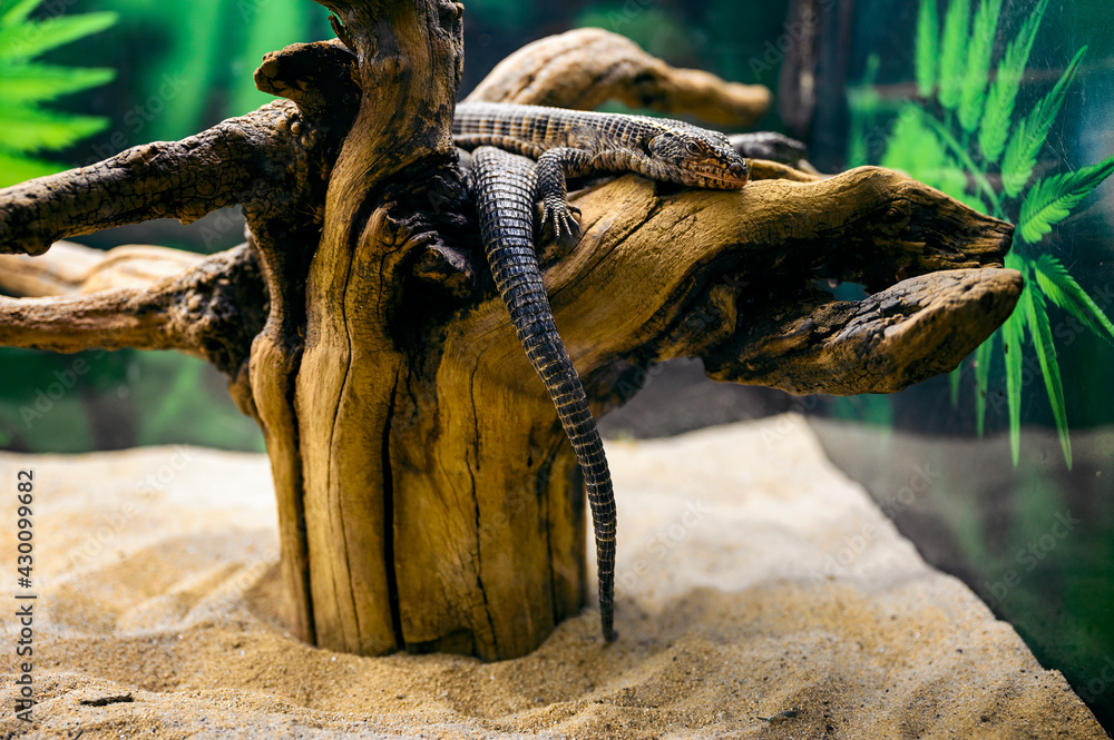 Gerrhosaurus validus - fat-tailed lizard in a terrarium. Stock Photo ...