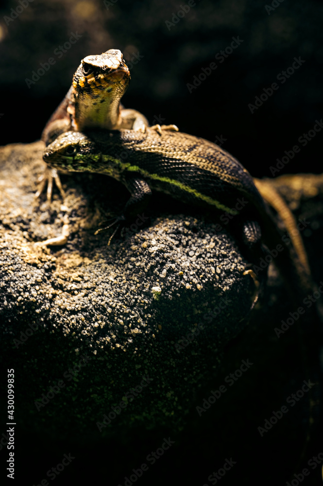 Gerrhosaurus validus - fat-tailed lizard in a terrarium. Stock Photo ...