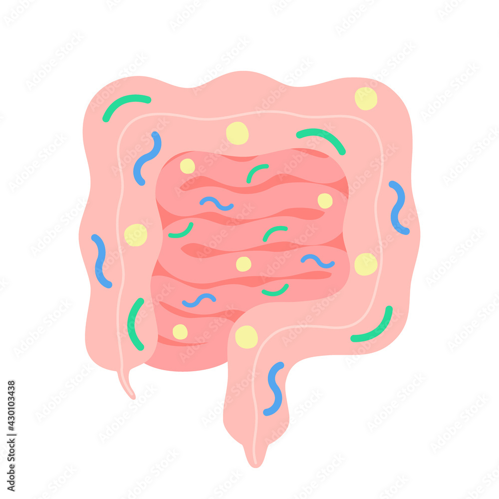 Good microflora intestine with lactobacillus, healthy gut. Health ...