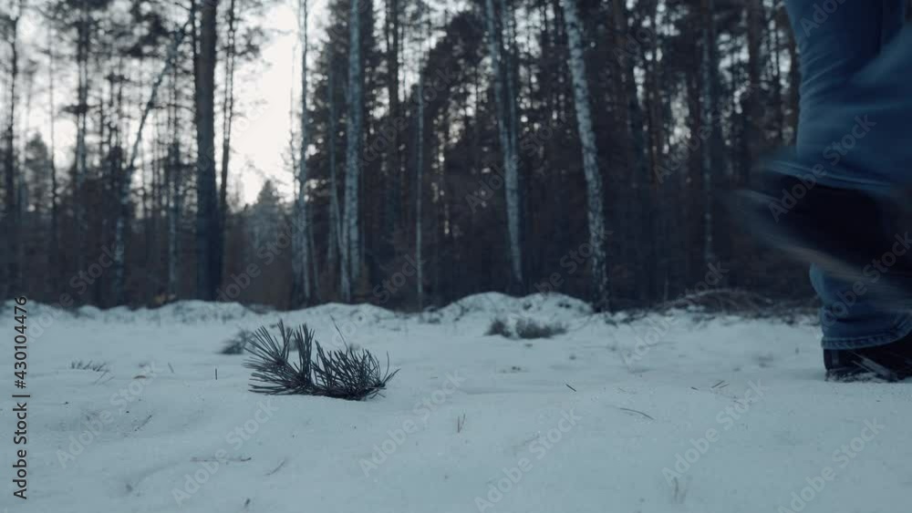 Hicker's and Wanderer's Male Legs Walk in the Winter Forest. A Branch ...