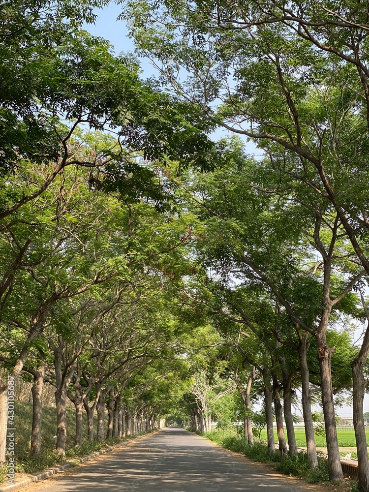Tree Green tunnel, Melia azedarach is a species of deciduous tree in ...