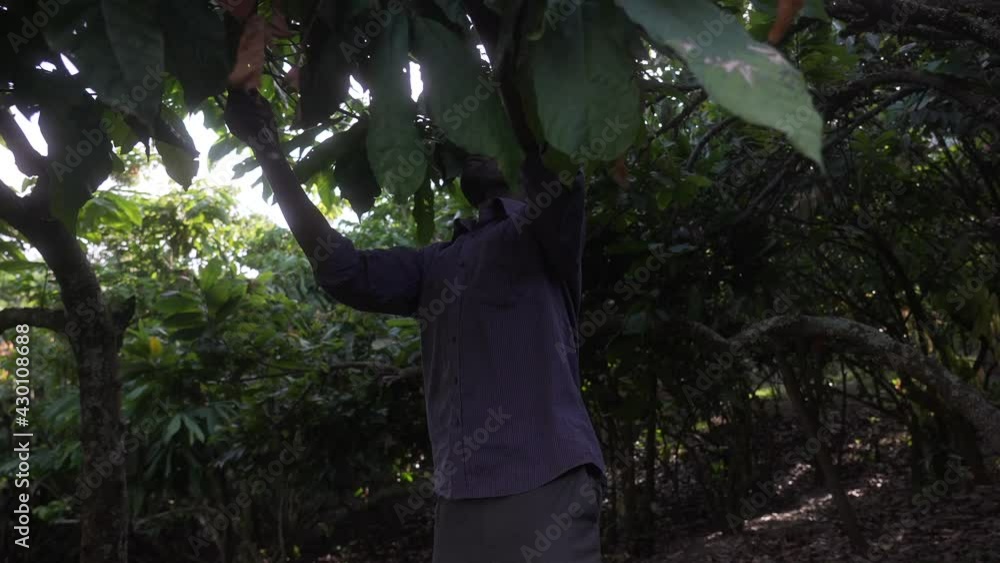 Black African local man working in a cocoa farm with a machete ...