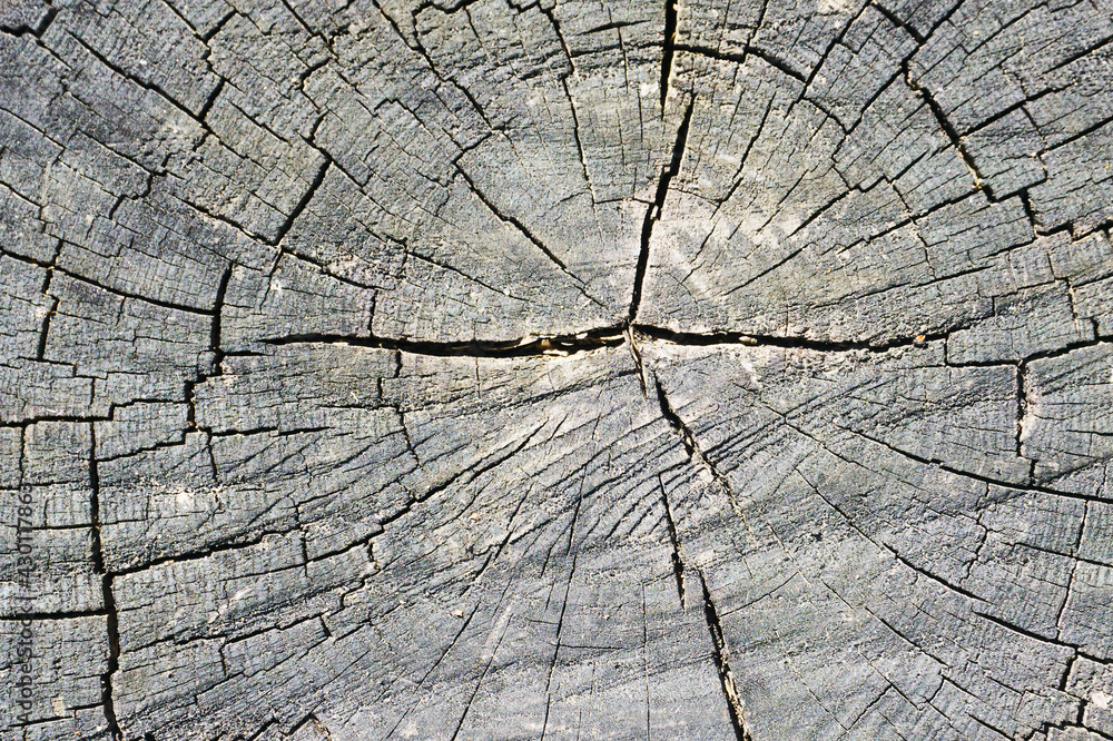 Tree cross section. Annual growth rings. Cracked wood background. Old ...
