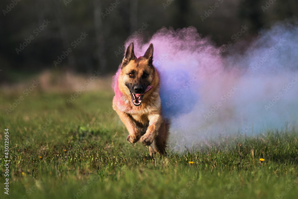 Colored smoke cloud, Indian paint festival. Dog runs through a green ...