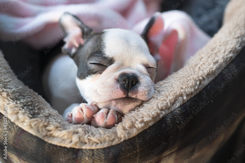 Sleeping Boston Terrier puppy in a pet bed. Her little head is resting ...