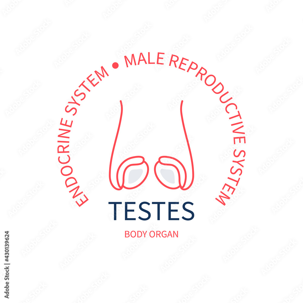 Testes as part of endocrine and male reproductive systems. Human ...