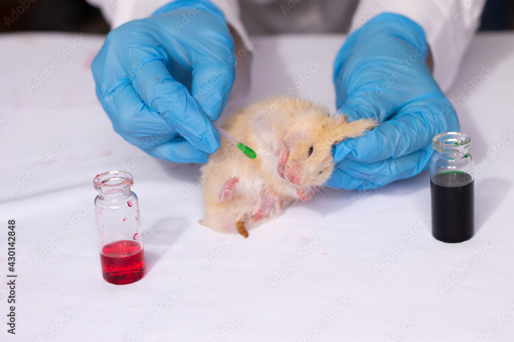 testing cosmetics and drugs on animals Stock Photo | Adobe Stock