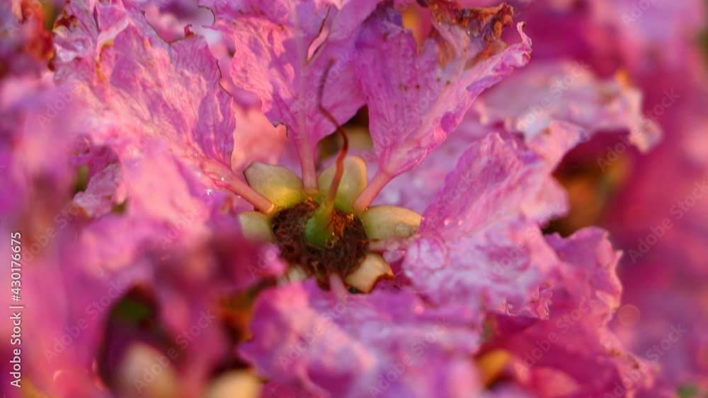 Closeup Queen's Flower or Inthanin flower in Thailand and Lagerstroemia ...
