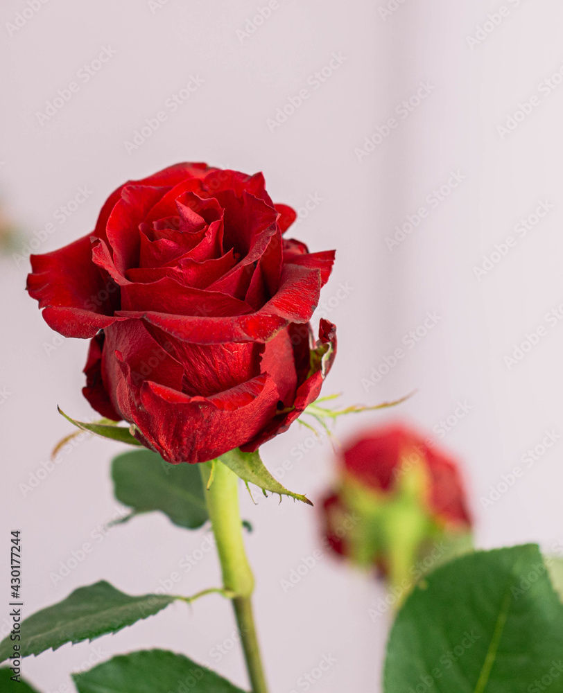 Primer plano de rosas rojas naturales con espinas, ideales para citas ...