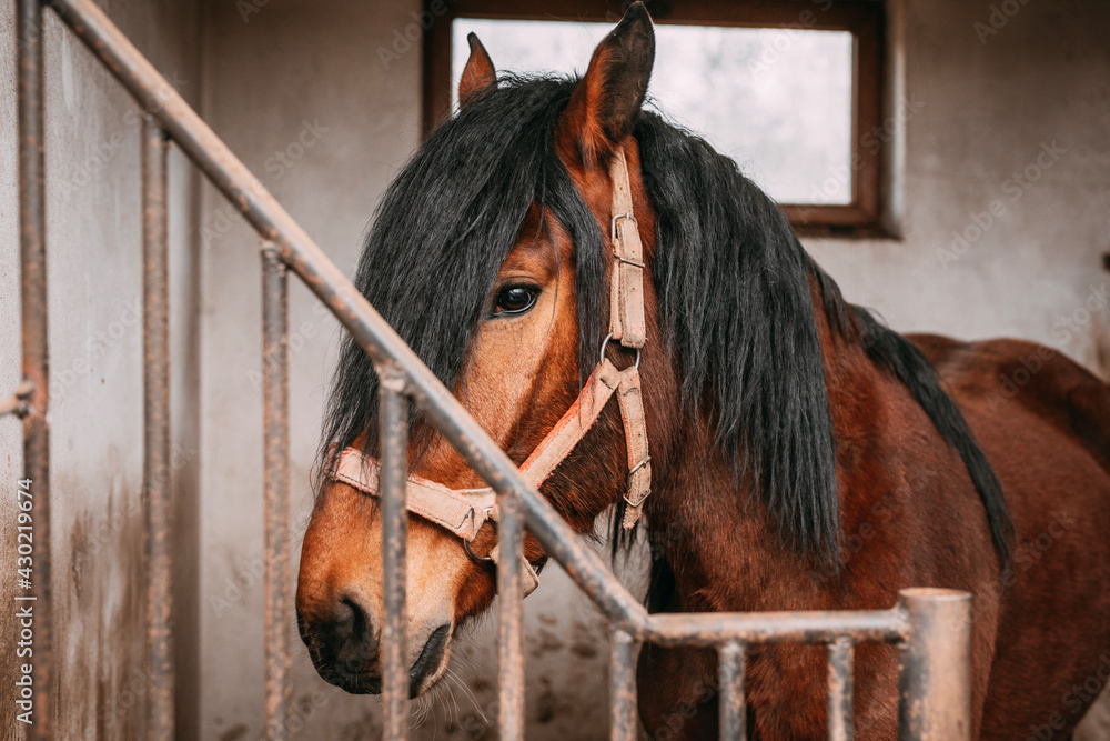 sad horse in the stable, behind bars, prison stalls, animal captivity ...