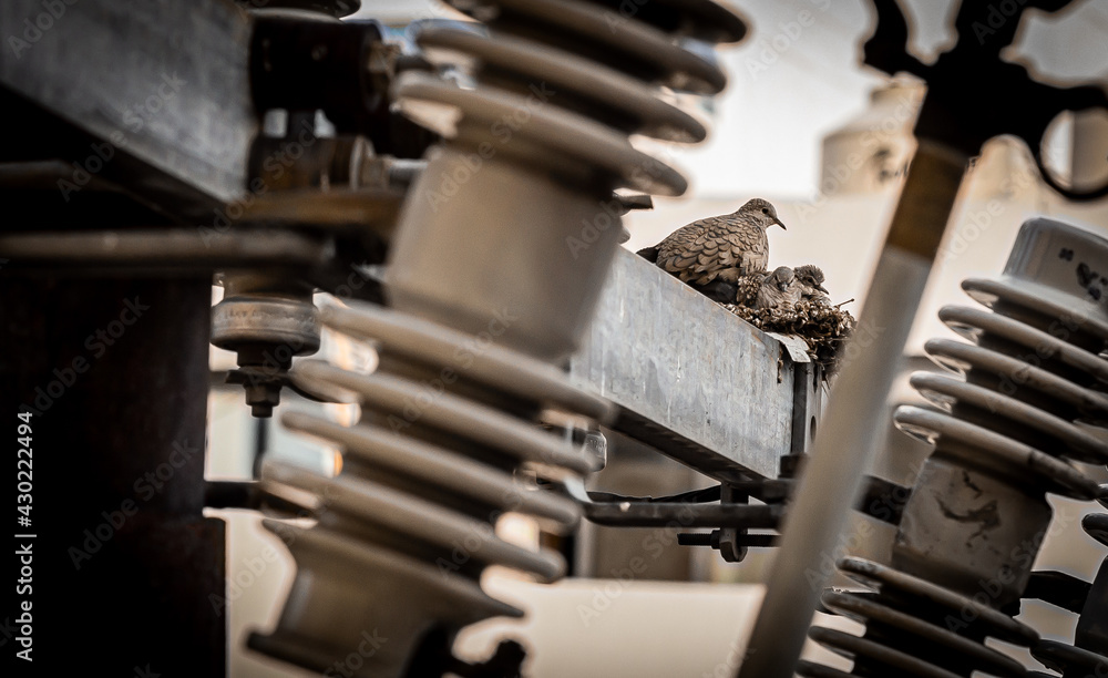 Nest of Birds in Electrical Machinery Stock Photo | Adobe Stock
