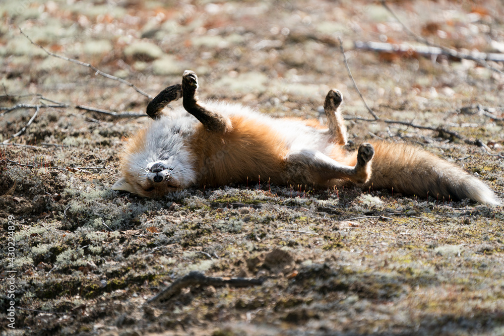 Red Fox Photo Stock. Fox Image. Rolling on its back with a funny ...