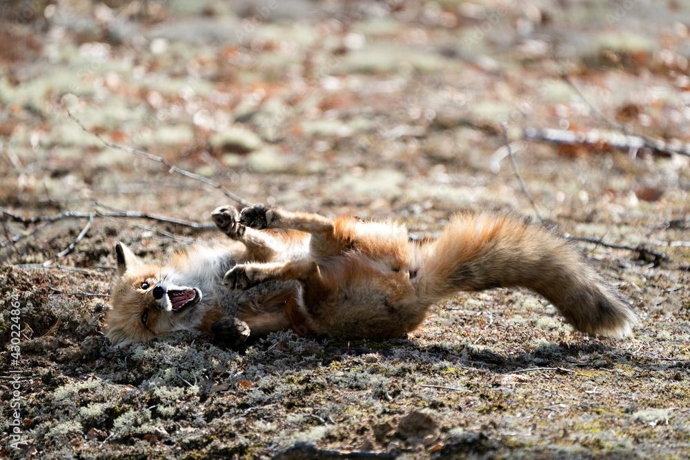 Red Fox Photo Stock. Fox Image. Scratching back with a funny position ...