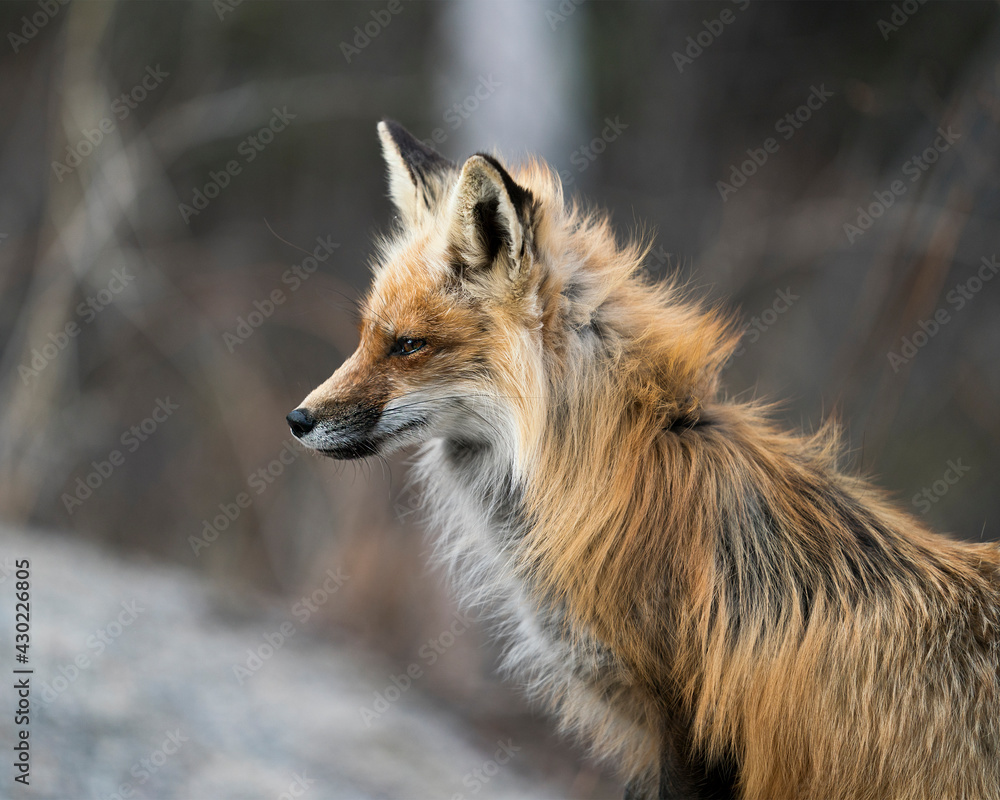 Red Fox Photo Stock. Fox Image. Head close-up profile side view with a ...