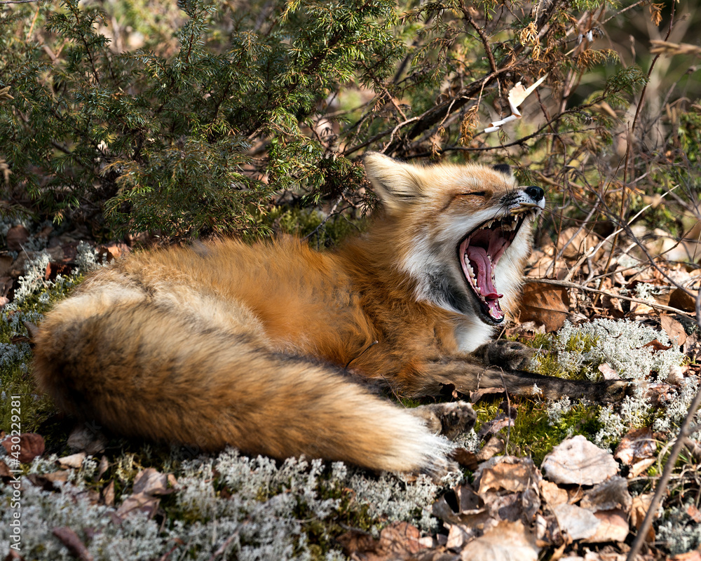 Red Fox Photo Stock. Fox Image. Yawning and resting, displaying open ...