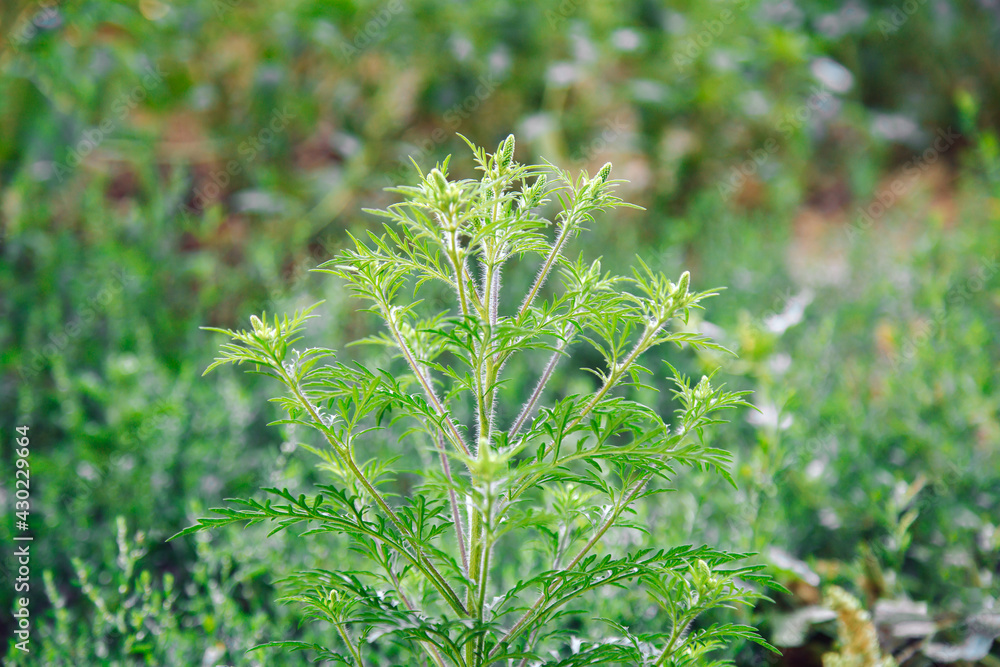 Blooming ambrosia bushes. Ragweed plant allergen, toxic meadow grass ...
