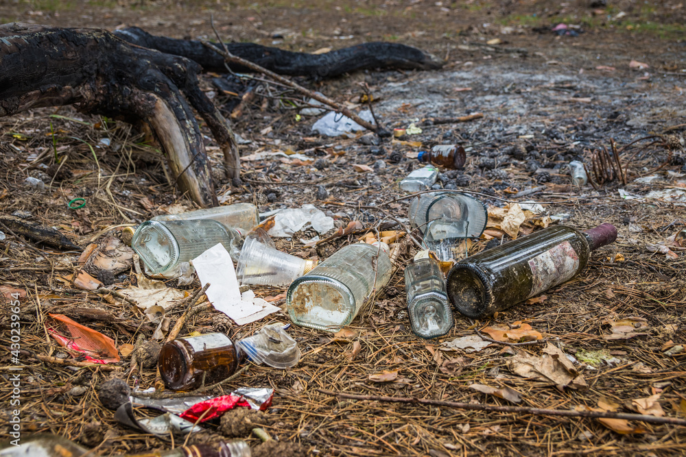 Garbage in a pine forest. Glass bottles of alcohol are scattered in the ...