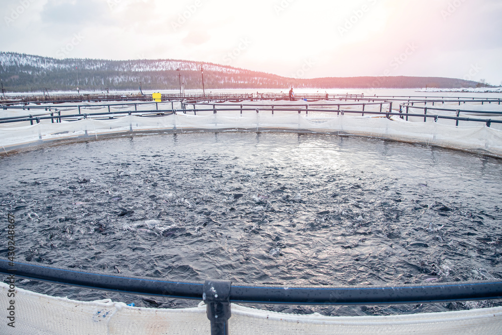 Fish farm for breeding for rainbow trout and salmon fry in net cages ...