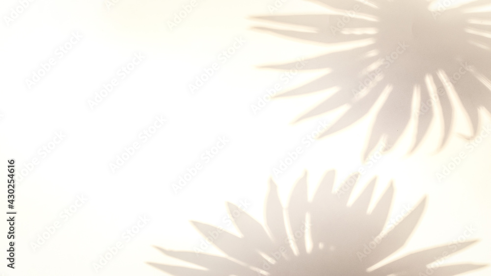 Summer backgrounds. Plant leaf shadows on white wall in tropical summer ...