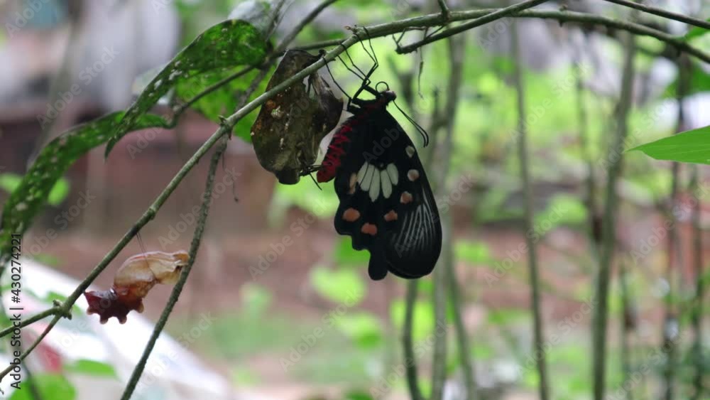 Butterfly Emerging From Cocoon Images at Ninfa Brown blog