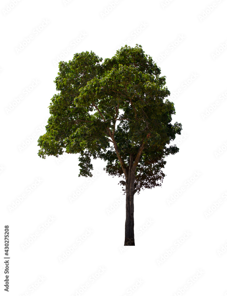 isolated tree is located on a white background. Collection of isolated ...