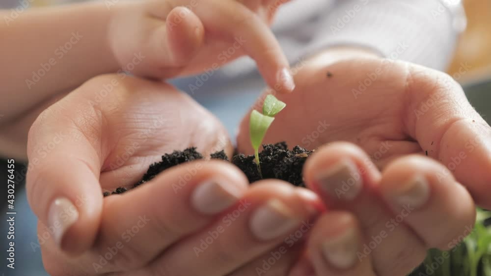 Baby Hand Touching A Small plant. The child takes care of the young ...