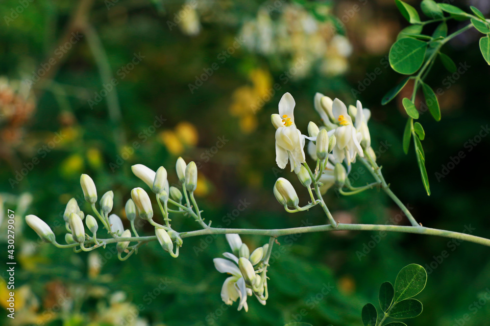 Moringa oleifera is a drought-resistant tree of the family Moringaceae ...