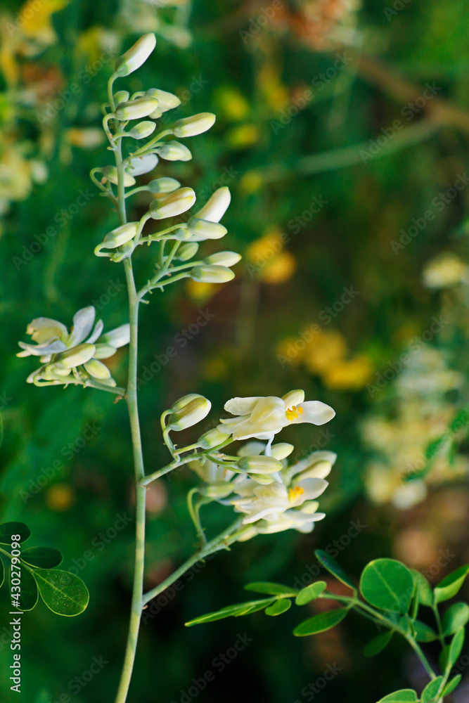 Moringa oleifera is a drought resistant tree of the family Moringaceae ...