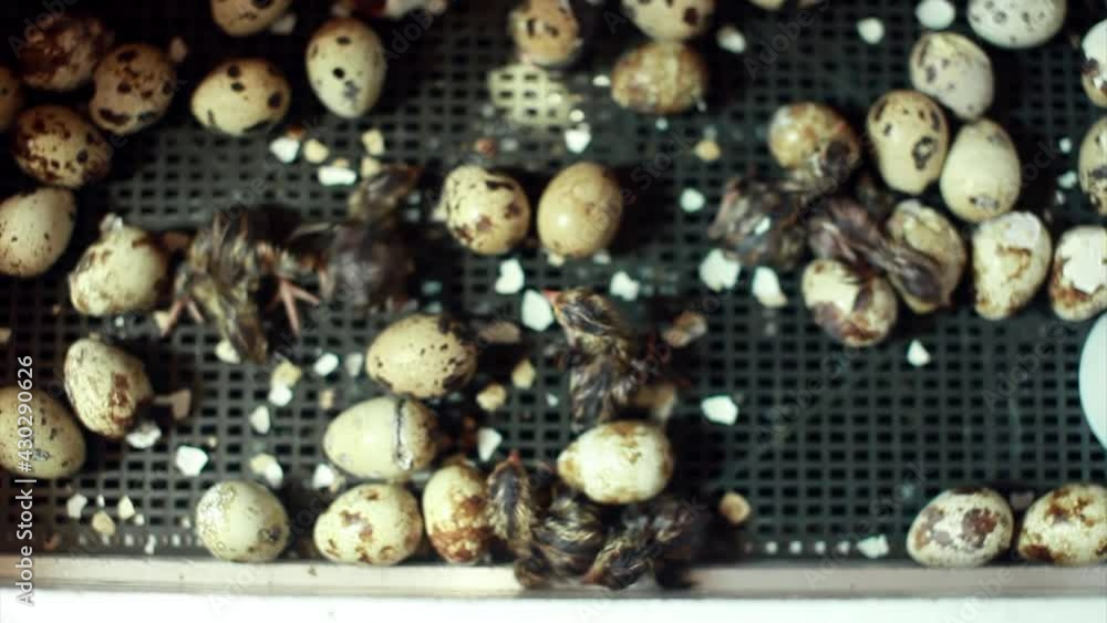 the hatching of quails from eggs. Chicks in the incubator. Breeding ...