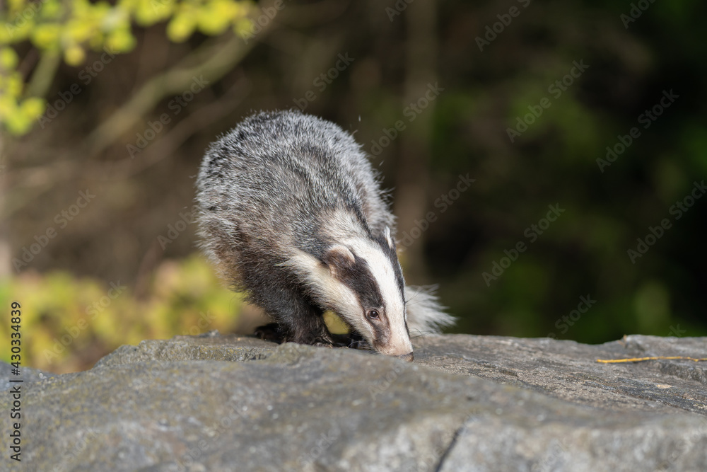 The Forest Badger (Meles Meles) in its typical drenching. The badger is ...