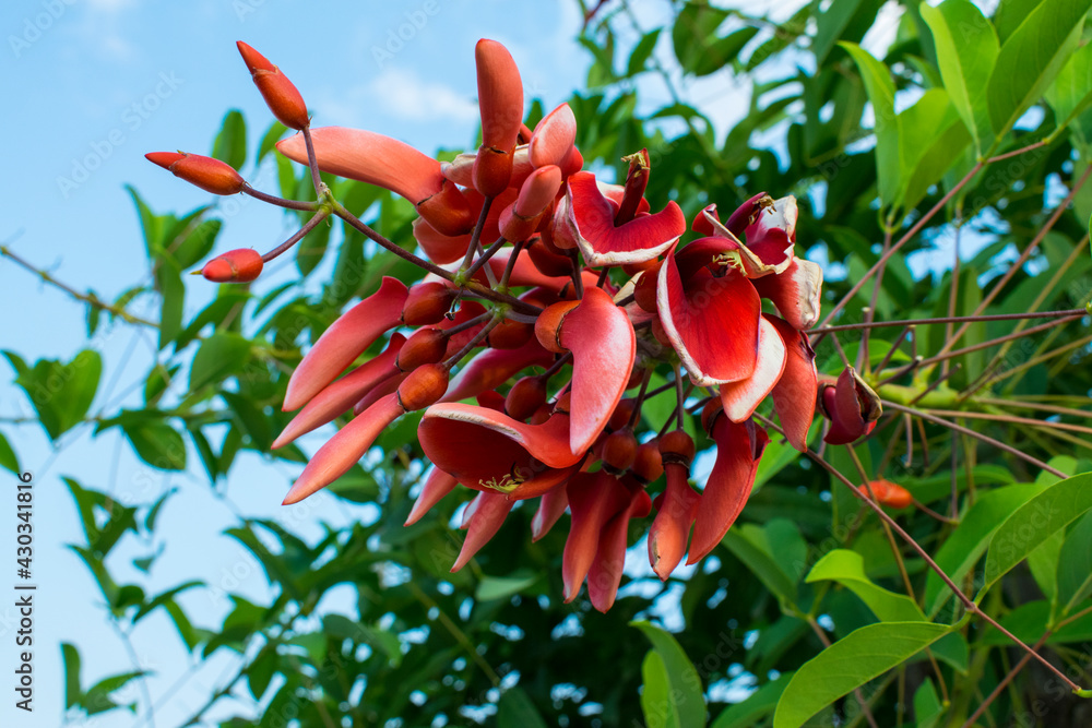 Bright red lush flowers of Erythrina crista-galli (Cockspur Coral Tree ...