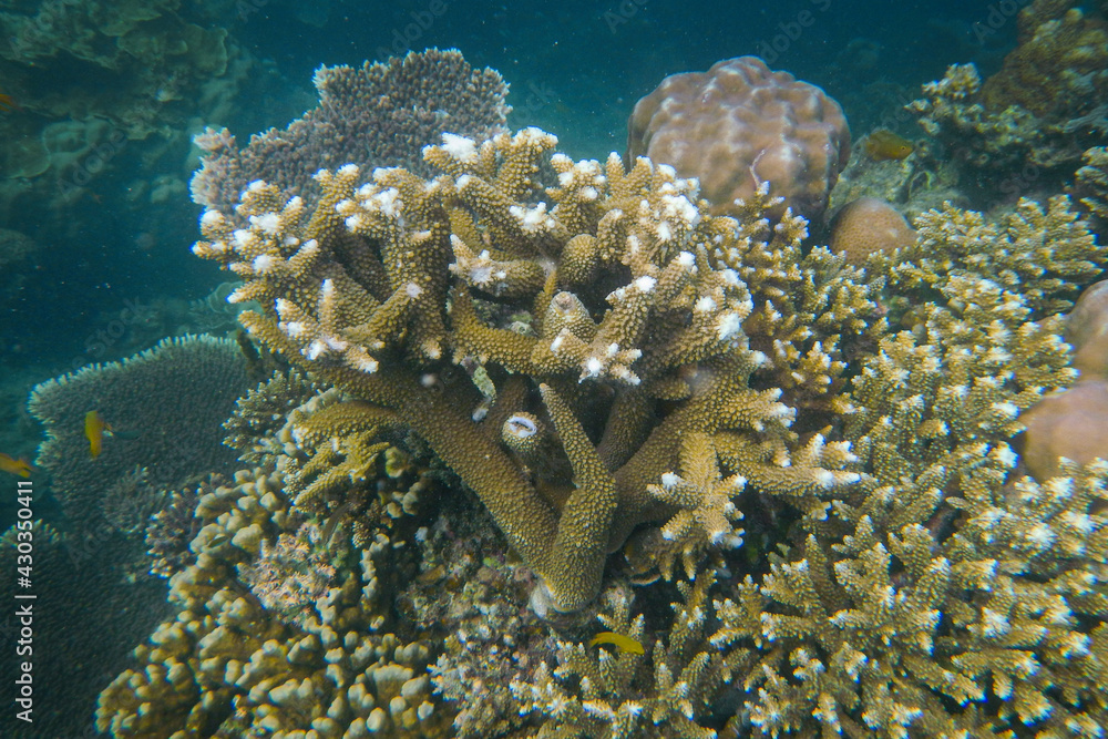 Beautiful coral reefs under the sea in Karimun Jawa, Indonesia Stock ...