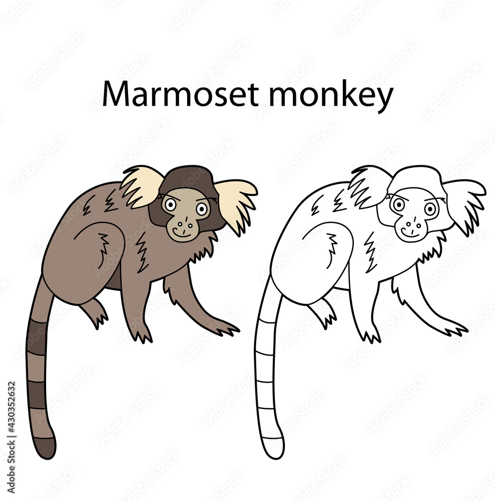 Funny cute animal marmoset monkey isolated on white background. Linear ...