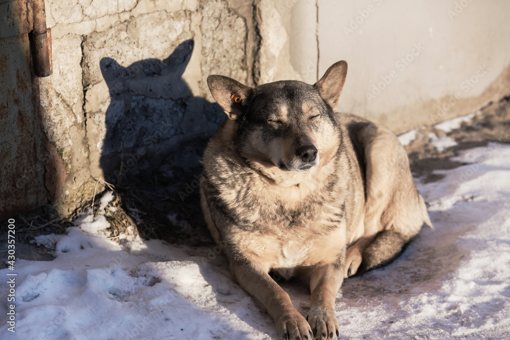 Happy muzzle with closed eyes with a tag in the ear is ling om the snow ...