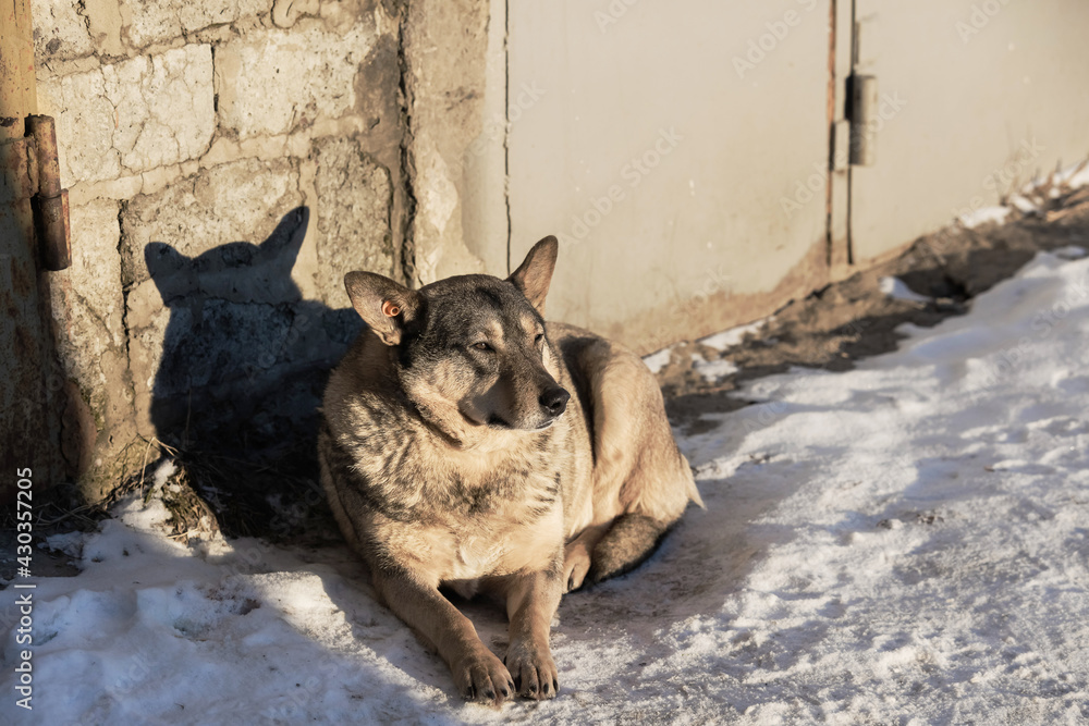 Happy muzzle with closed eyes with a tag in the ear is ling om the snow ...