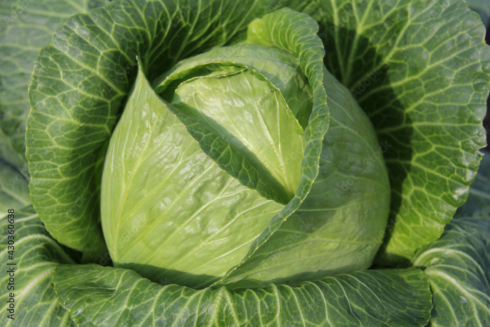 Fotka „A huge fresh green cabbage is maturing head on in a farmer's ...