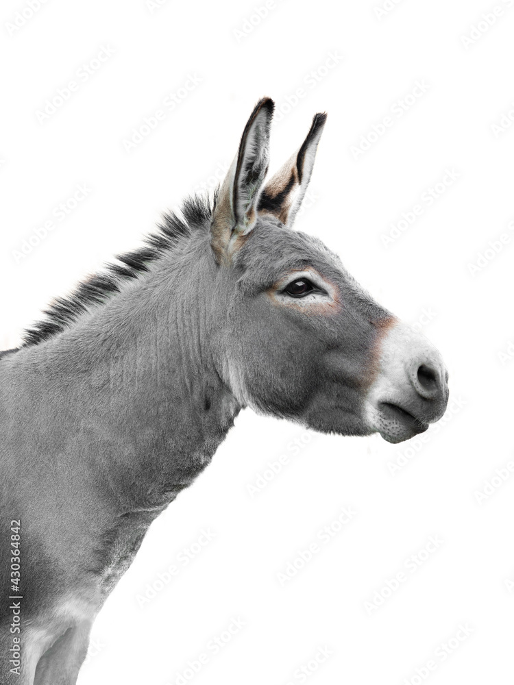 donkey portrait isolated on white background Stock Photo | Adobe Stock