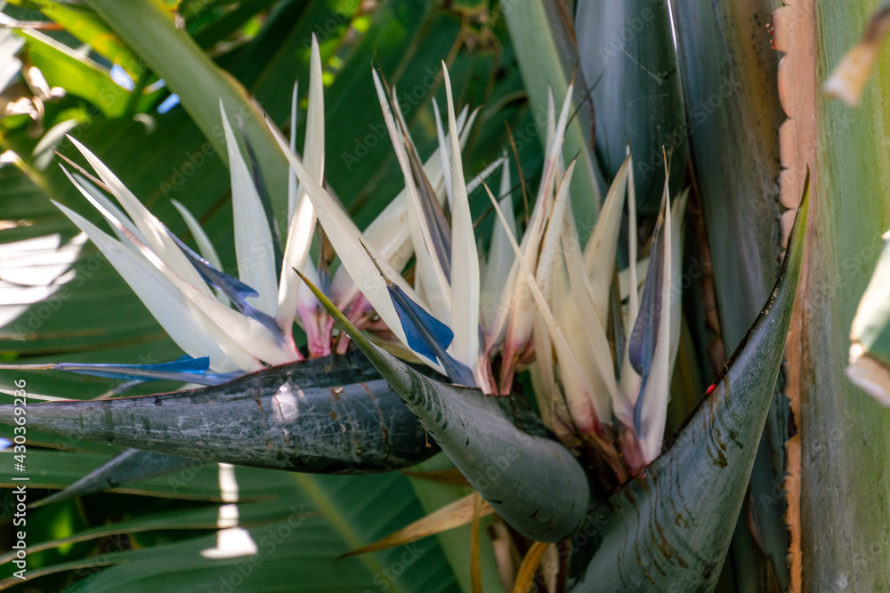 Foto de Strelitzia nicolai pertenece a la familia Strelitziaceae do ...