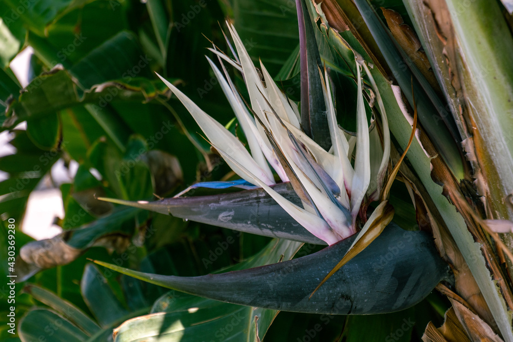 Strelitzia nicolai pertenece a la familia Strelitziaceae Stock Photo ...