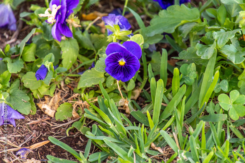 Viola sp pertenece a la familia Violaceae Stock Photo | Adobe Stock