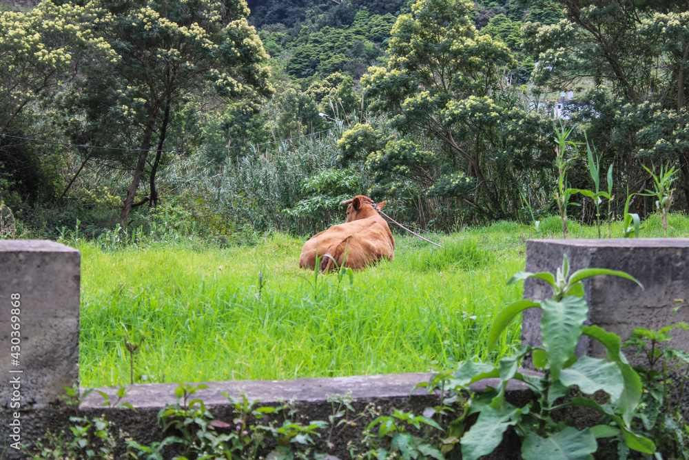 Una vaca acostada en un césped verde entre grandes arboles y plantas ...
