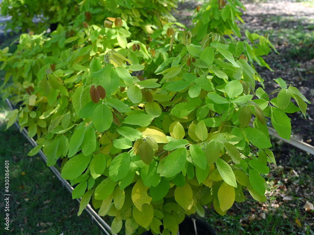 Horse bush leaves golden yellow. Family FABACEAE. Scientific name ...