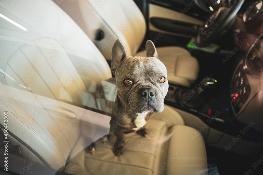 Sad looking dog trapped in hot car in parking lot - don‘t leave animals ...