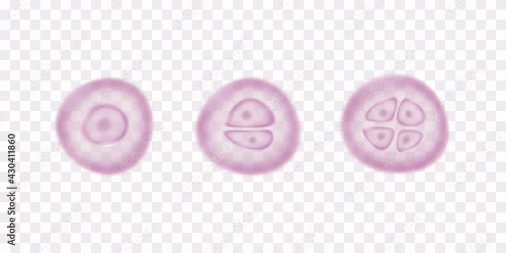 Egg human cells division stages isolated on transparent background ...