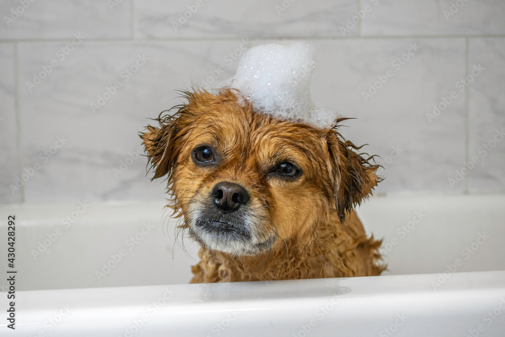 Cute dog in bath with bubbles Stock Photo | Adobe Stock