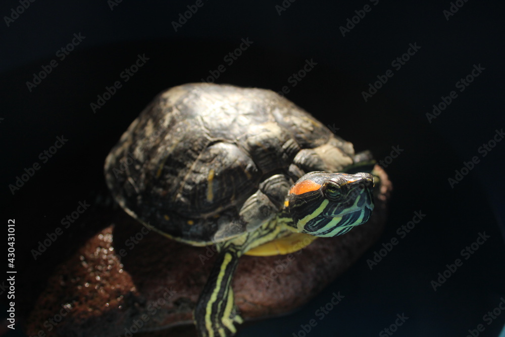 tortuga orejas rojas Stock Photo | Adobe Stock