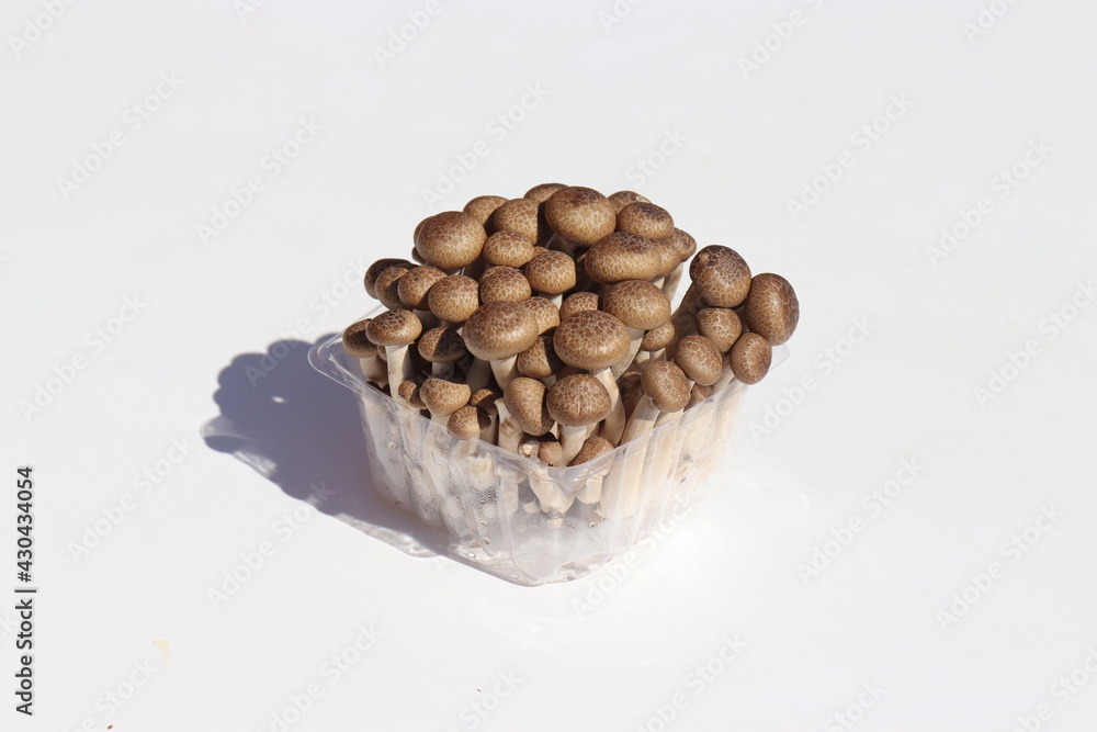 Buchenpilze. Holzraslinge. Baumraslinge. Shimeji Pilze. Stock Photo ...