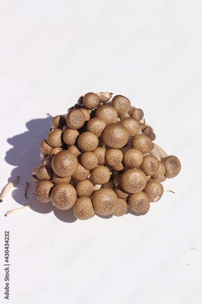 Buchenpilze. Holzraslinge. Baumraslinge. Shimeji Pilze. Stock Photo ...