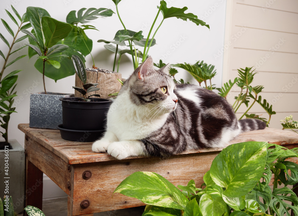 Portrait ginger cat on wood table with air purify house plants Monstera ...